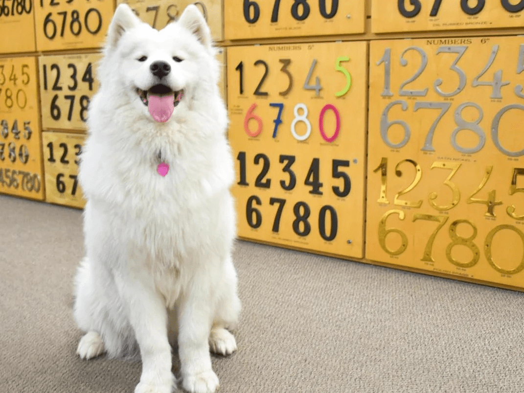 Coconut Press Release – Katherine Isabella Olsen